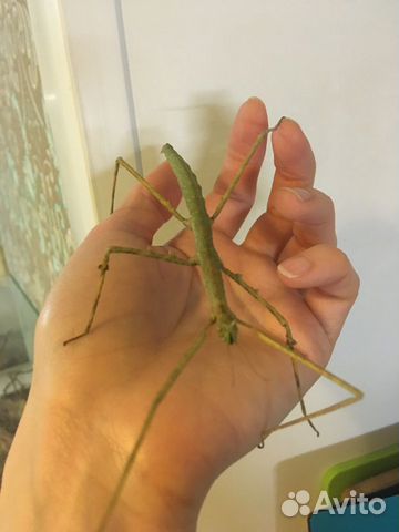 Отдам бесплатно палочников