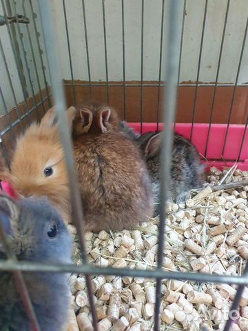 Крольчата 1 месяц