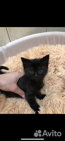 Отдам котенока в добрые руки