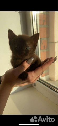 Крошка манчкин страйт Аngela