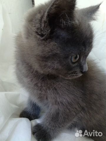 Котята от тайской кошечки в добрые руки
