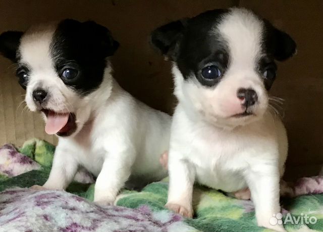 Щенки чихуахуа mini и micro