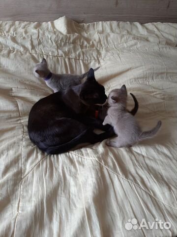 Бурманчики- девочки и мальчики