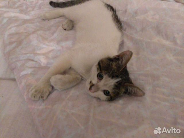 Найдена кошка, молодая в ошейнике