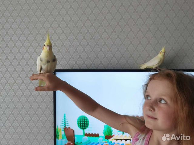 Попугаи Карелла