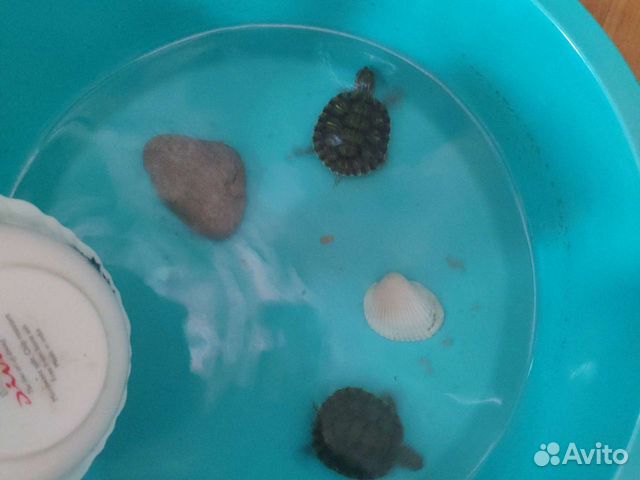 Черепахи мини водные