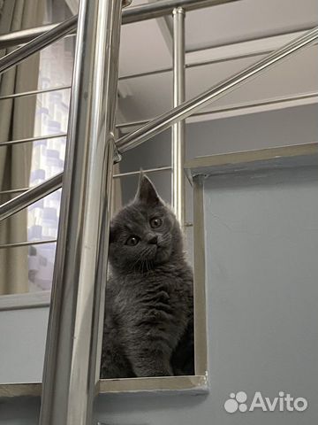 Отдам кошечку (стерилизованную) в добрые руки