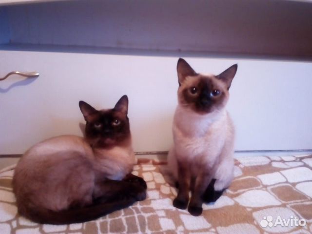 Сиамские кот и кошка