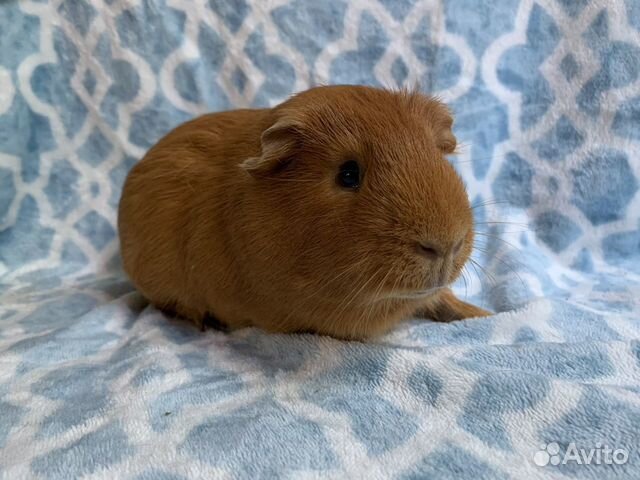 Морская свинка селф батончик