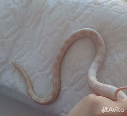 Маисовый полоз