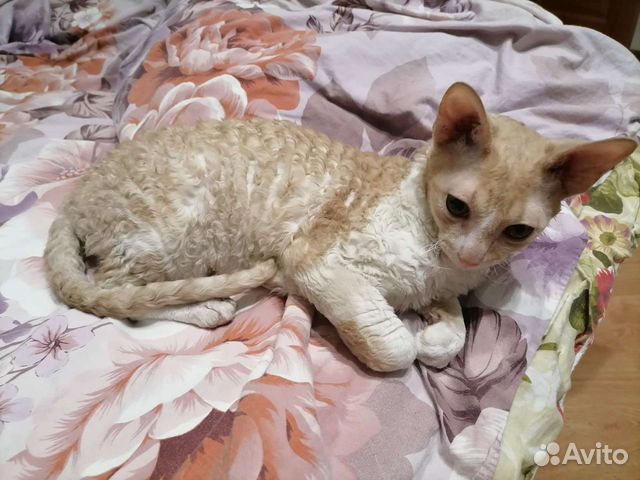 Котенок Коринш - Рекс
