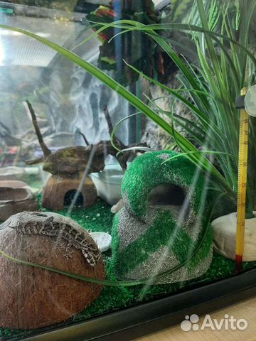 Геккон эублефар с террариумом