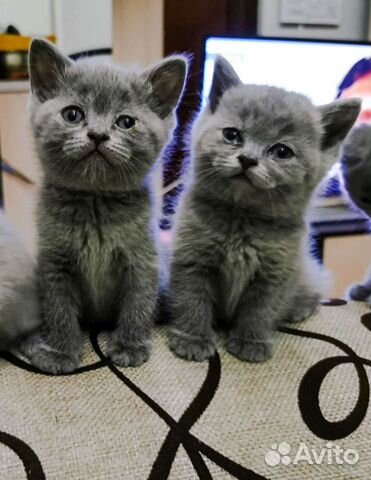 Британская