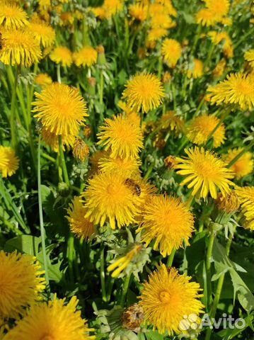 Живые пчёлы для апитерапии