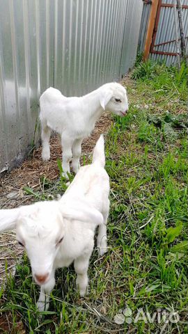 Новорожденные козочка и козлик