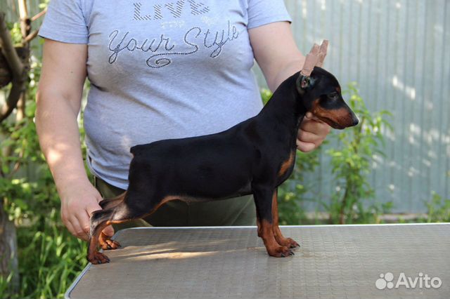 Щенок цвергпинчера питомник Тень Луны