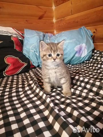 Британские котята