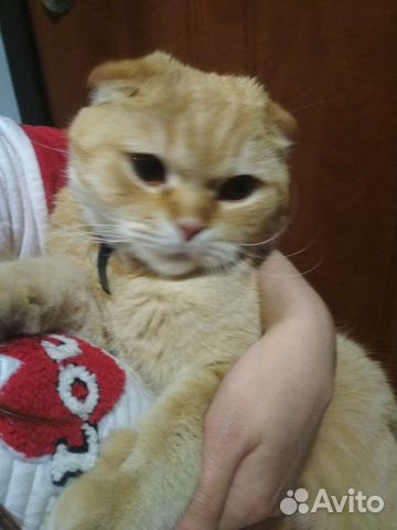 Шотландская