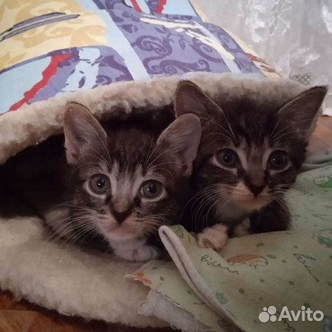 Котята мальчишки, 1.5 месяца