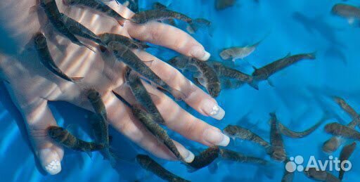 Рыба Гарра Руфа