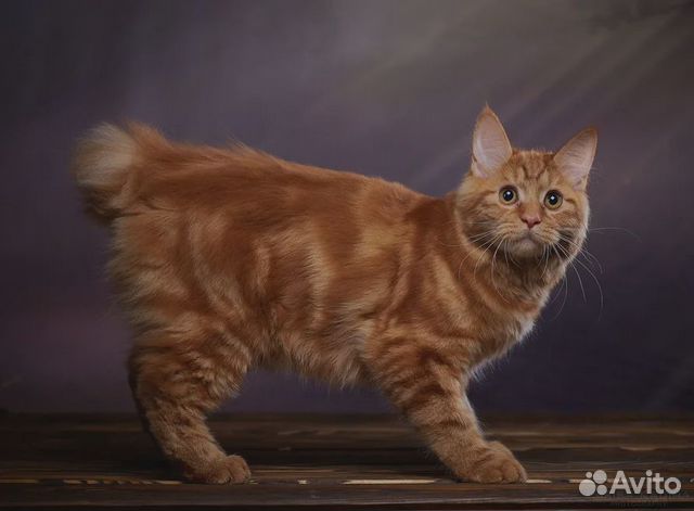 Курильский бобтейл. супер детки