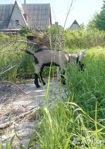 Чешские козочки