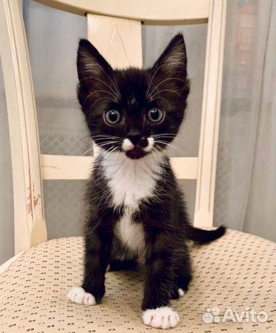 Котенок даром