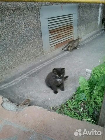 Четыре малыша на улице