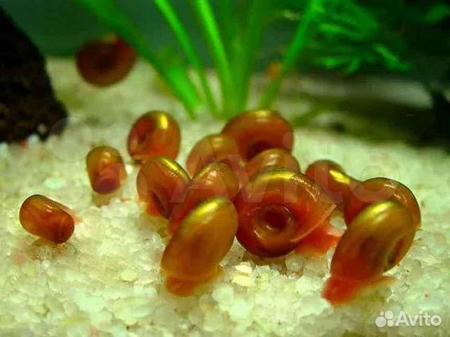 Улитка катушка красная