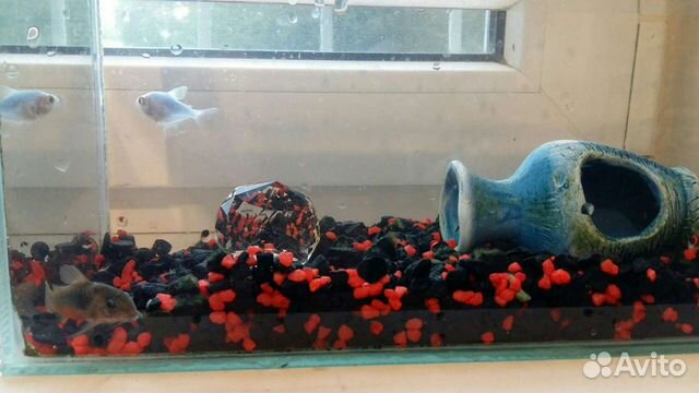 Аквариум с рыбками и декорациями