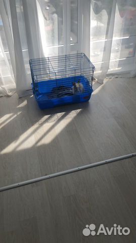 Карликовый кролик +клетка,корм