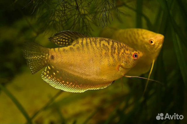 Гурами золотой и жемчужный