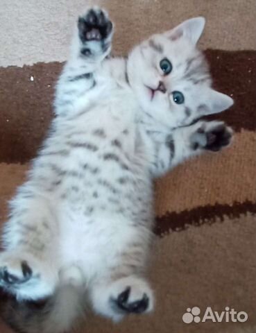Шотландские вислоухие