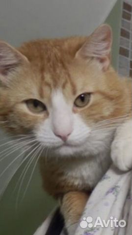 Котик в добрые руки