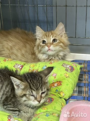 Рыжий Котенок 3 мес