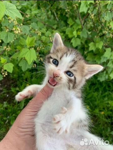 Голубоглазая мафия