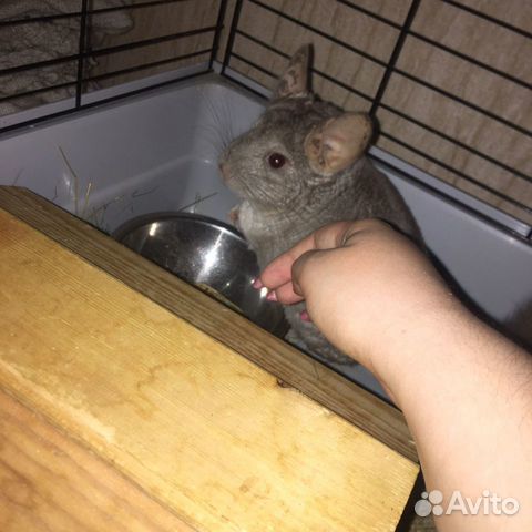 Шиншилла