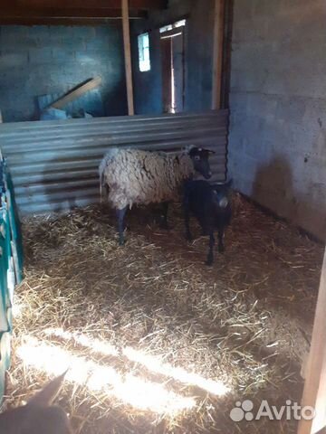 Овца с ягненком