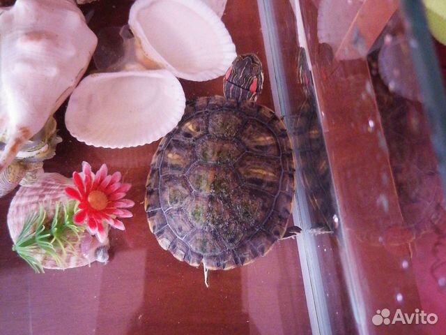 Красноухая черепаха с аквариумом