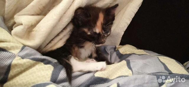 Котенок в добрые руки