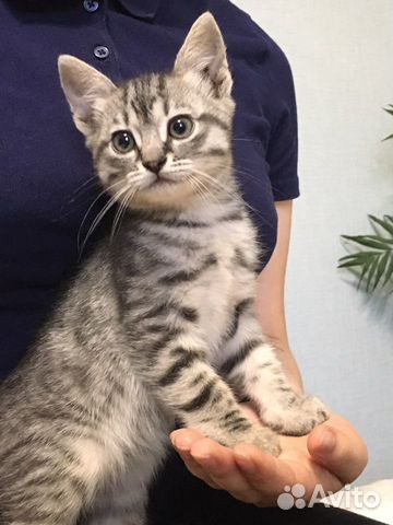 Котенок в хорошие руки