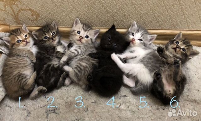 Котята шотландцы