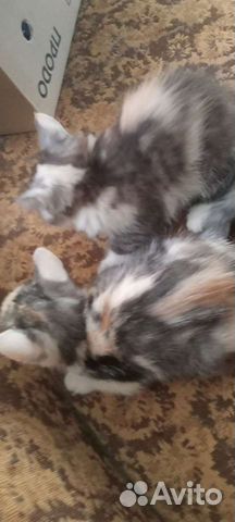 Котята в дар