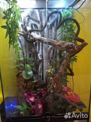 Хамелеон с терариумом