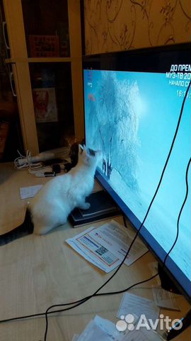 Котёнок в дар