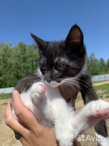 Котенок в добрые руки