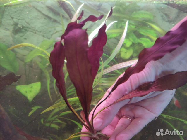 Эхинодорус Магребинец