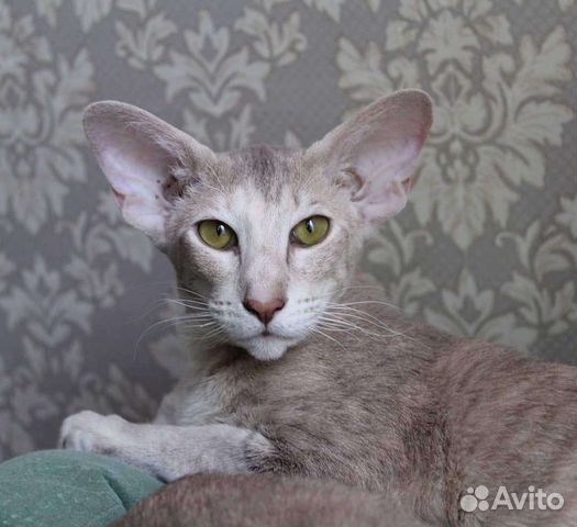 Ориентальная кошка
