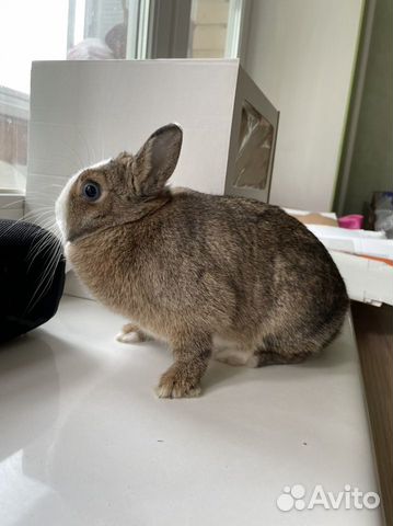 Домашний кролик
