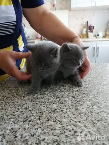 Котята метисы скотиш-фолд и страйт